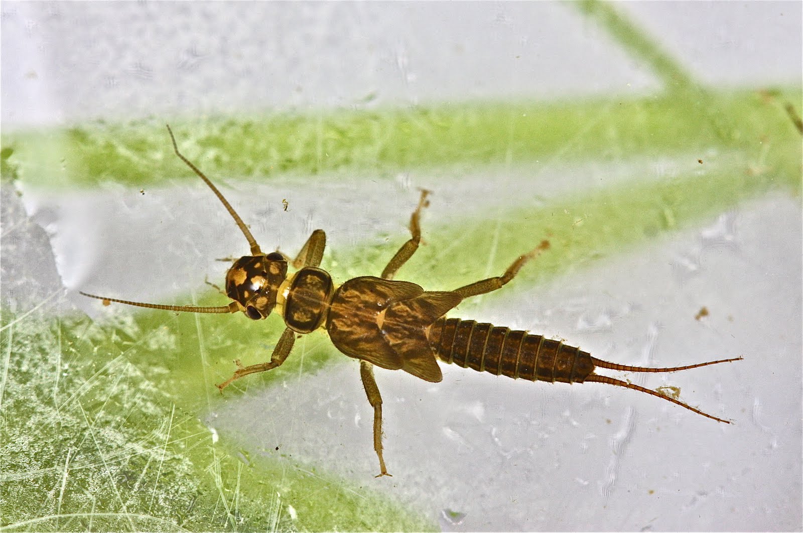 Aquatic Insects of Central Virginia: The Perlodid stonefly, genus ...