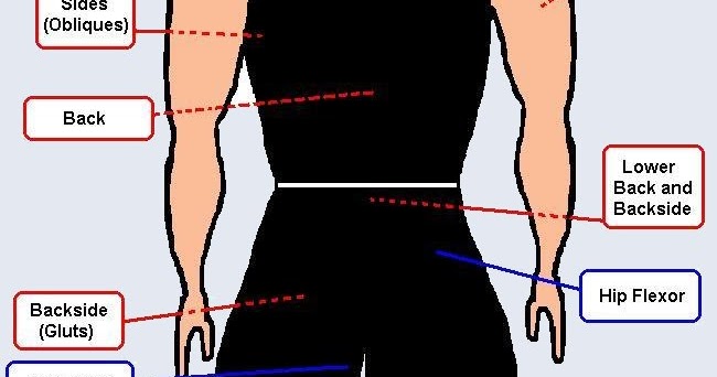 Sports and PE: MAIN MUSCLES AND JOINTS OF THE HUMAN BODY. 1º ESO