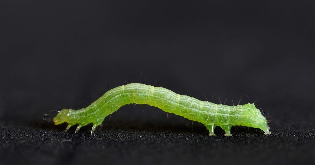 Fotografía de Naturaleza: Autographa Gamma - Plusia Gamma