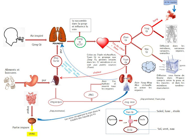 Blog Le Souffle du Menhir: Circuit de Production du Qi