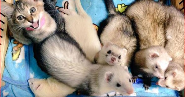 StayGate: Harbin P4 laboratory : Ferrets and cats are highly ...