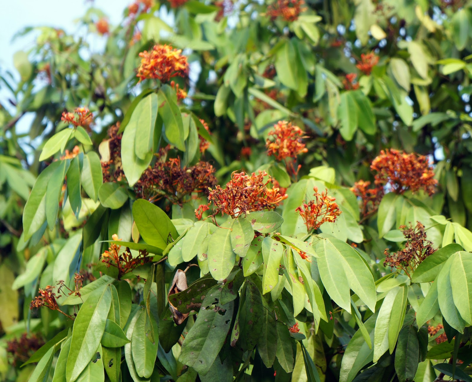 Riverine Parks: Saraca indica