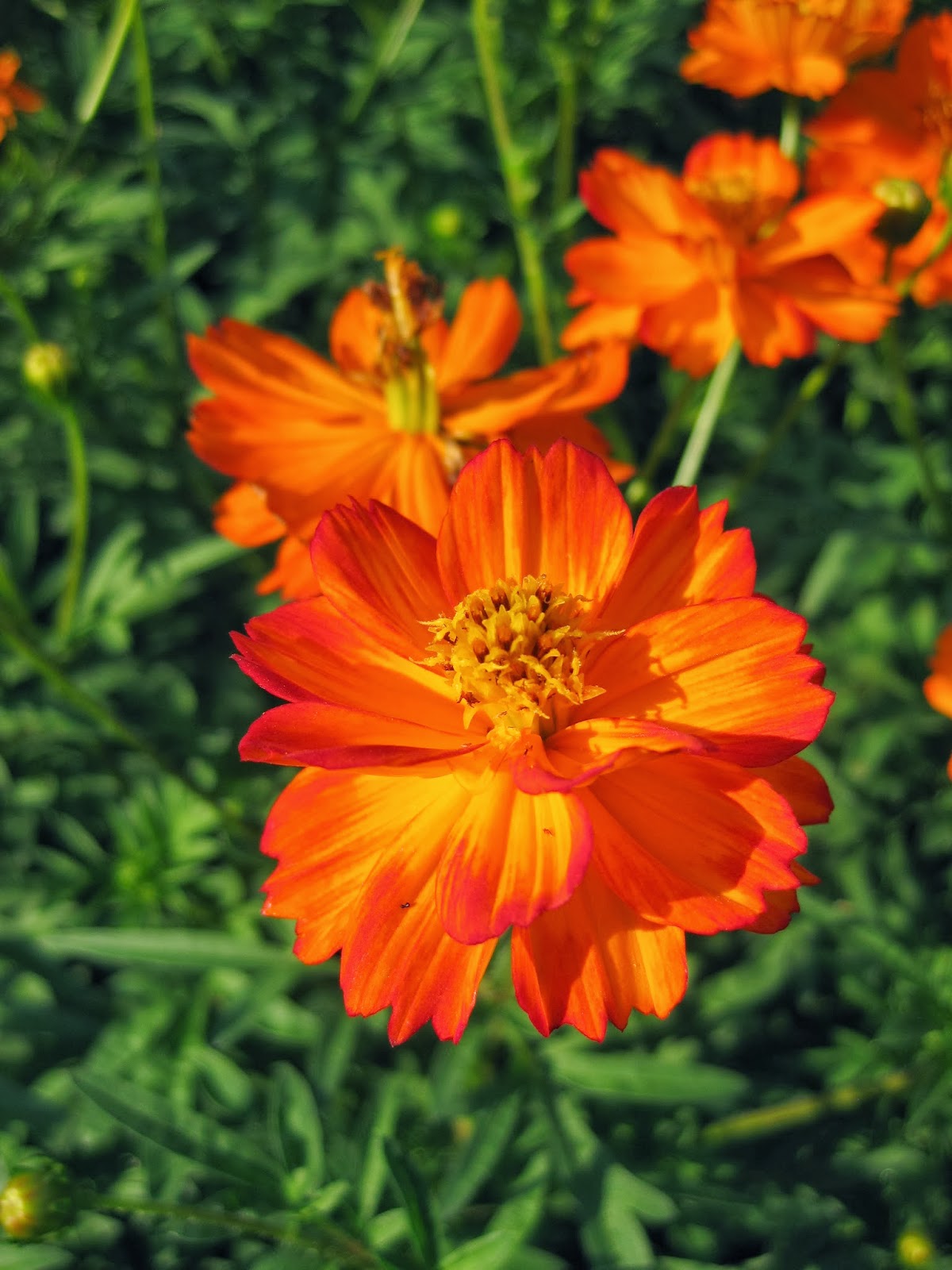 Rotary Botanical Gardens - Hort Blog: Cosmos Galore In 2014
