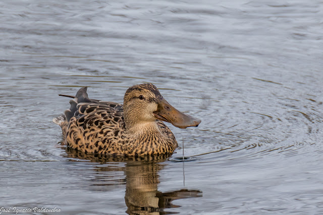 DocNatureBlog: Un bello pato con un pico muy adaptado. Cuchara común ...