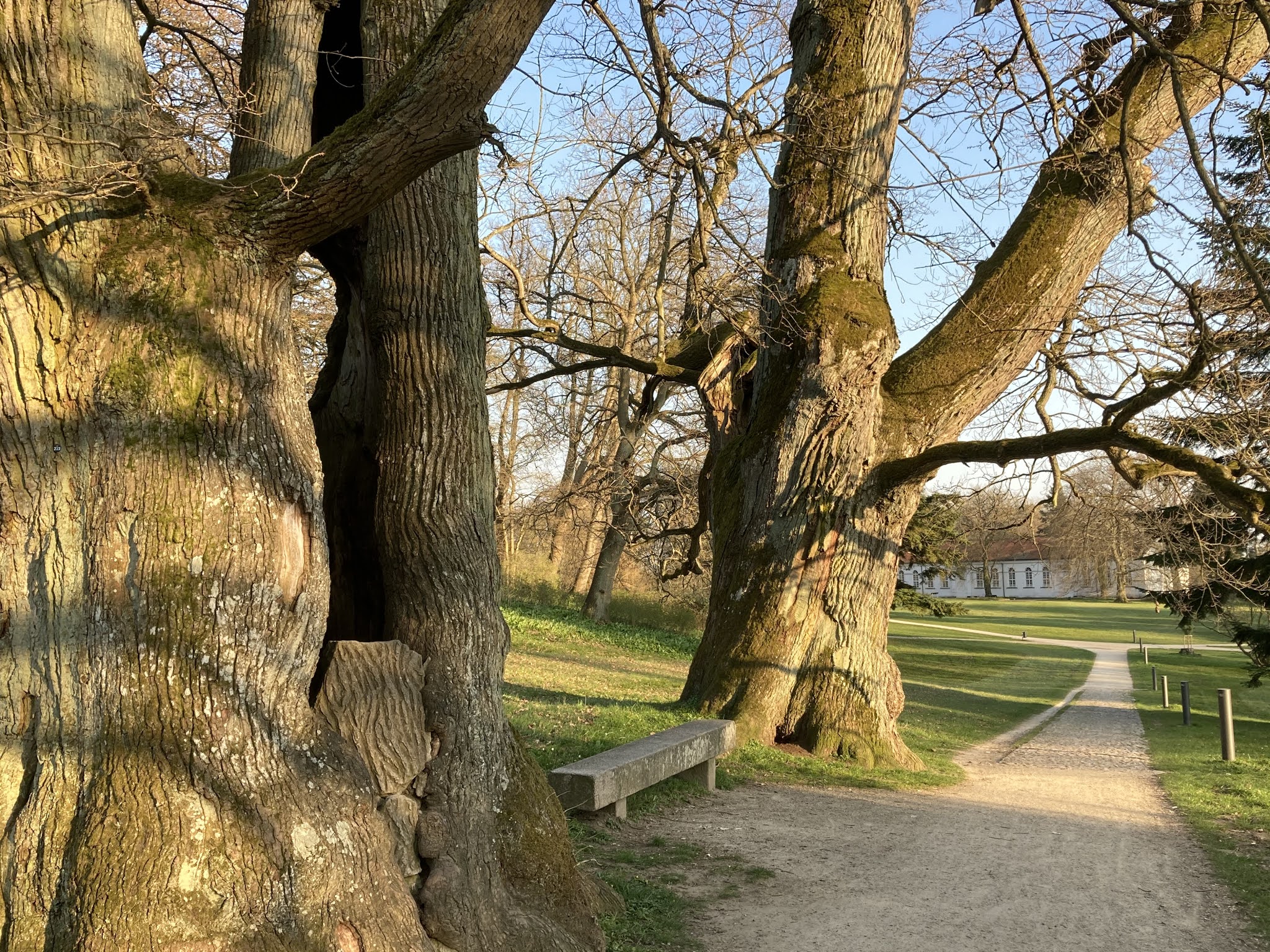 1000 Jahre alte Eichen? - Muttländer