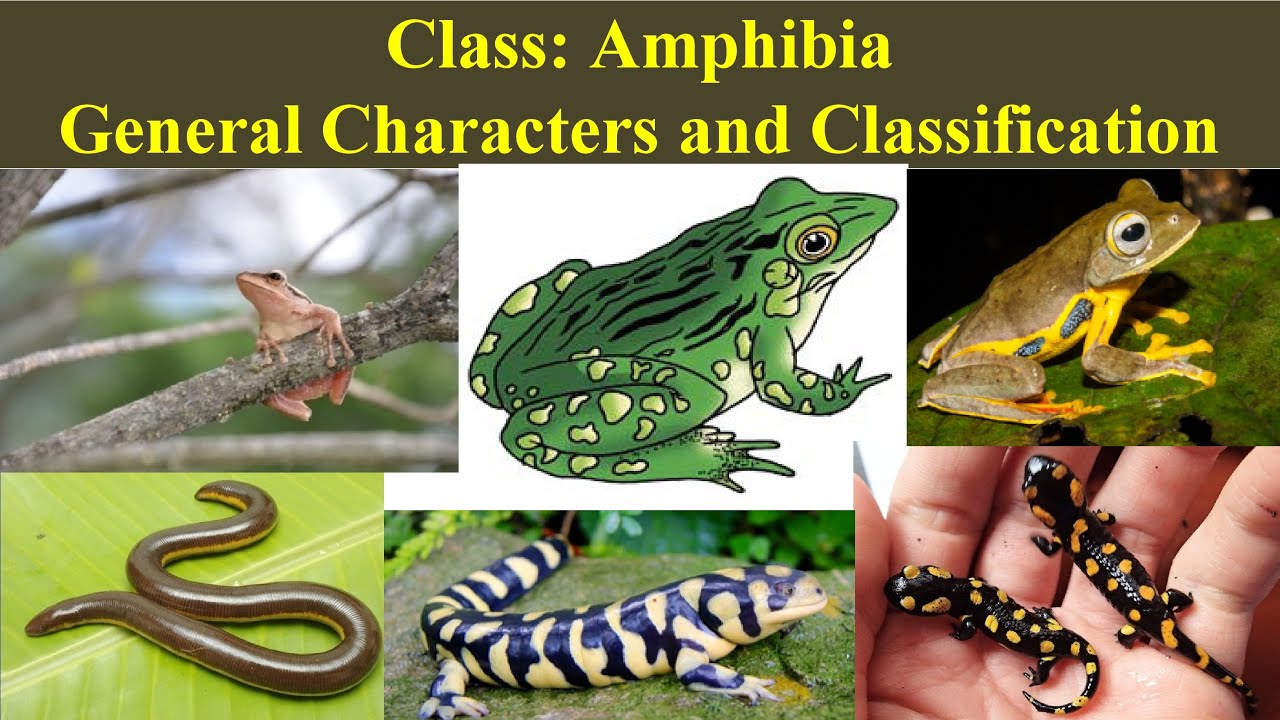 Classification of vertebrate zoology (Class Amphibia)
