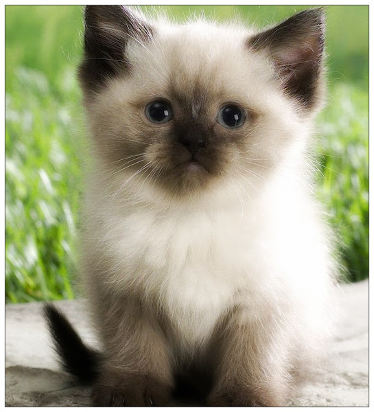 Gatito que quiere ser grande | Mascotas