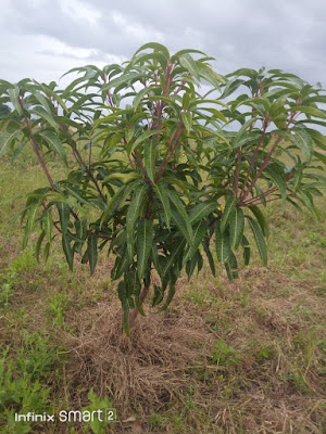 JIFUNZE KUHUSU KILIMO CHA KISASA CHA MATUNDA