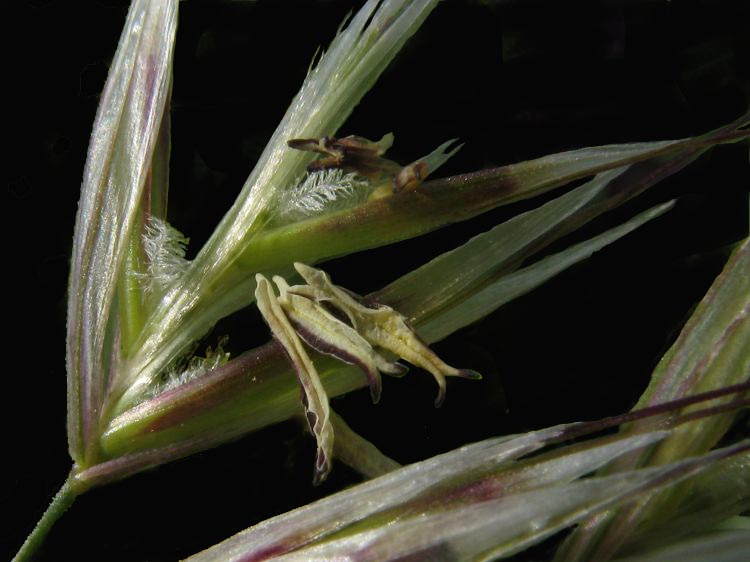 Gramíneas del Duero: Avenula (Pooideae)