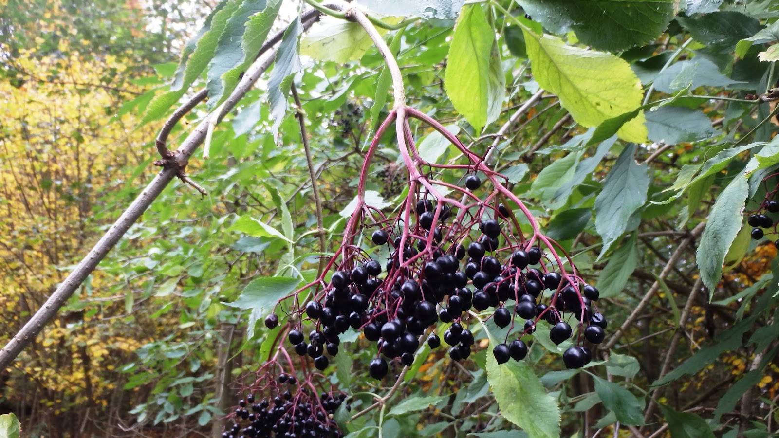 Czarny Bez - Leśne jadło