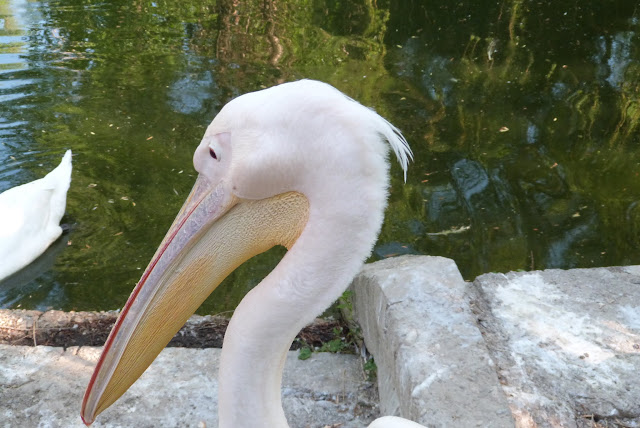 Frumusetile naturii: Pelican comun (Pelecanus onocrotalus)