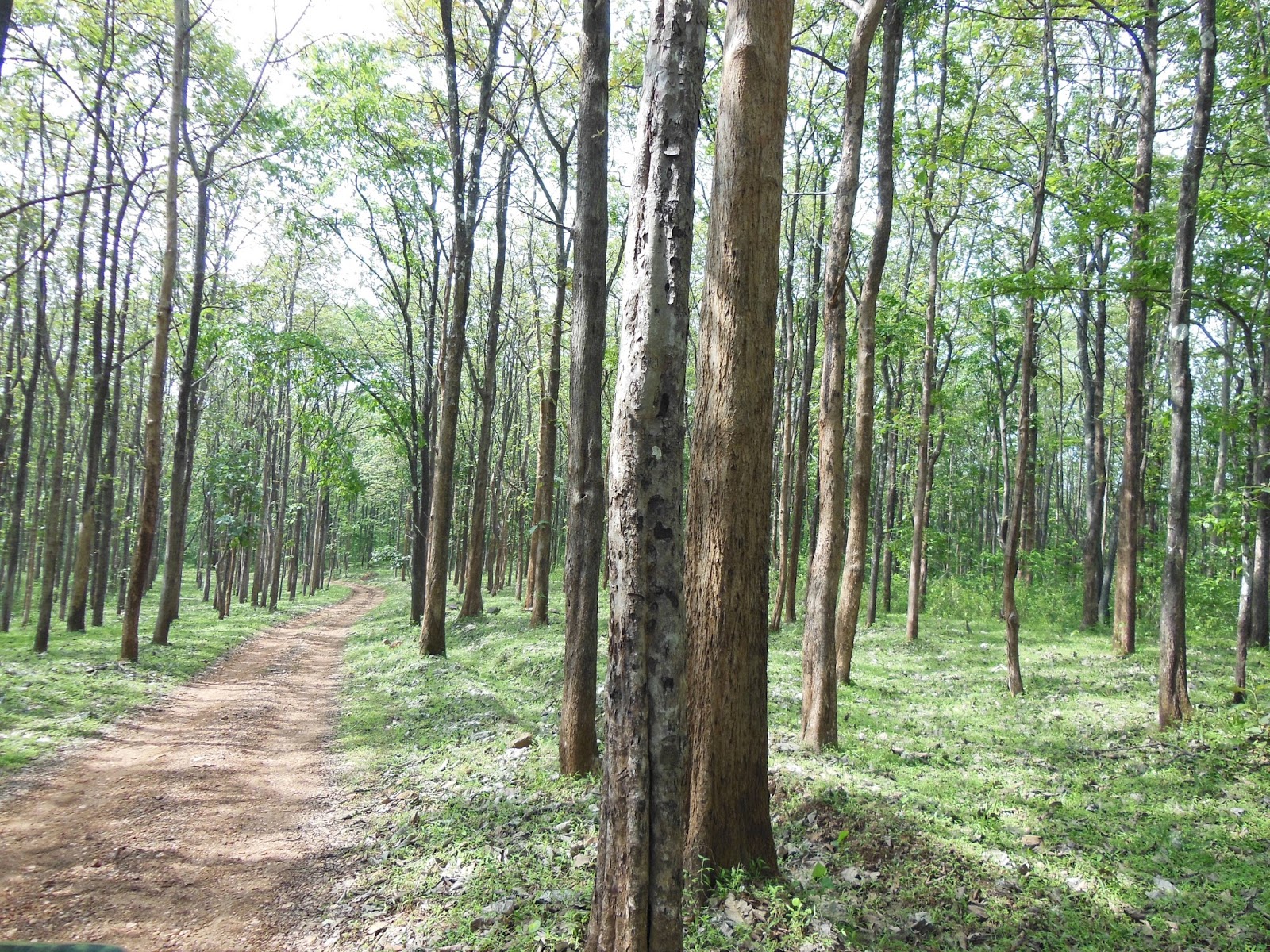 Yatra Tatra Sarvatra .......Trips of Alok: Kalasa, Horanadu, Sringeri ...