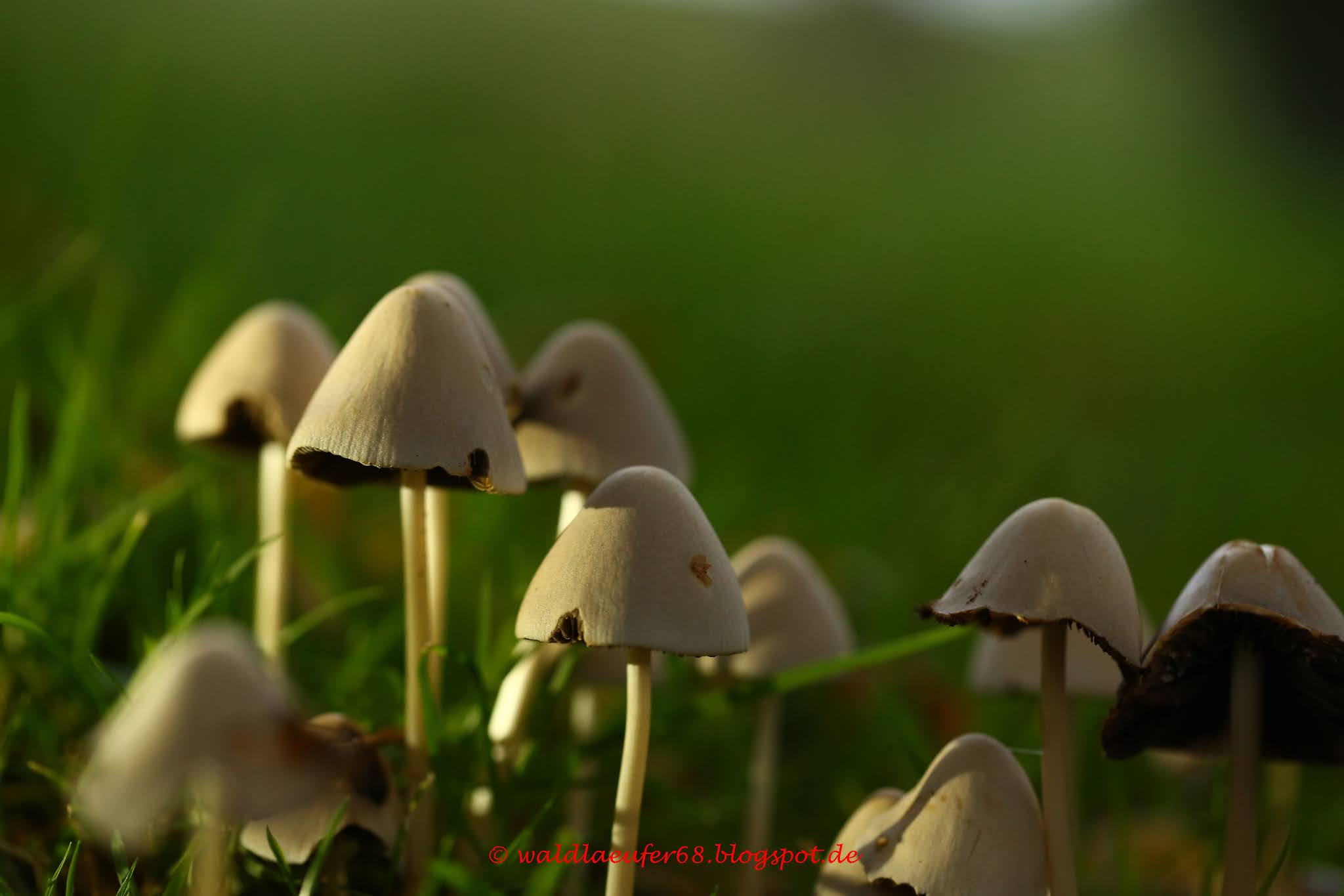 waldläufer: Pilze , Mushrooms, Svamp