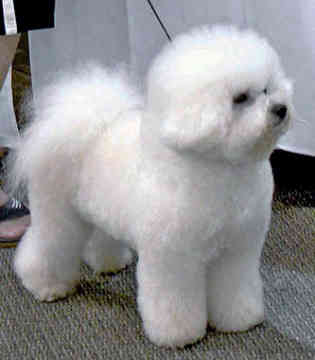 Gambar Anjing Bichon Frise | Gambar Anjing Ras | Foto Anak Anjing Lucu