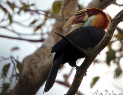 Mengenal Si unik Burung Rangkong (Enggang)