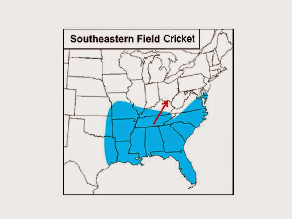 Ohio Birds and Biodiversity: A cricket new to Ohio