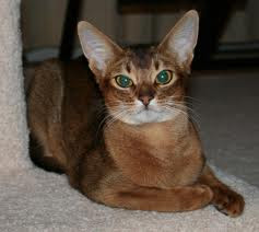 Encyclopedia of Cats Breed: Red Abyssinian Cat | Sorrel or Cinnamon