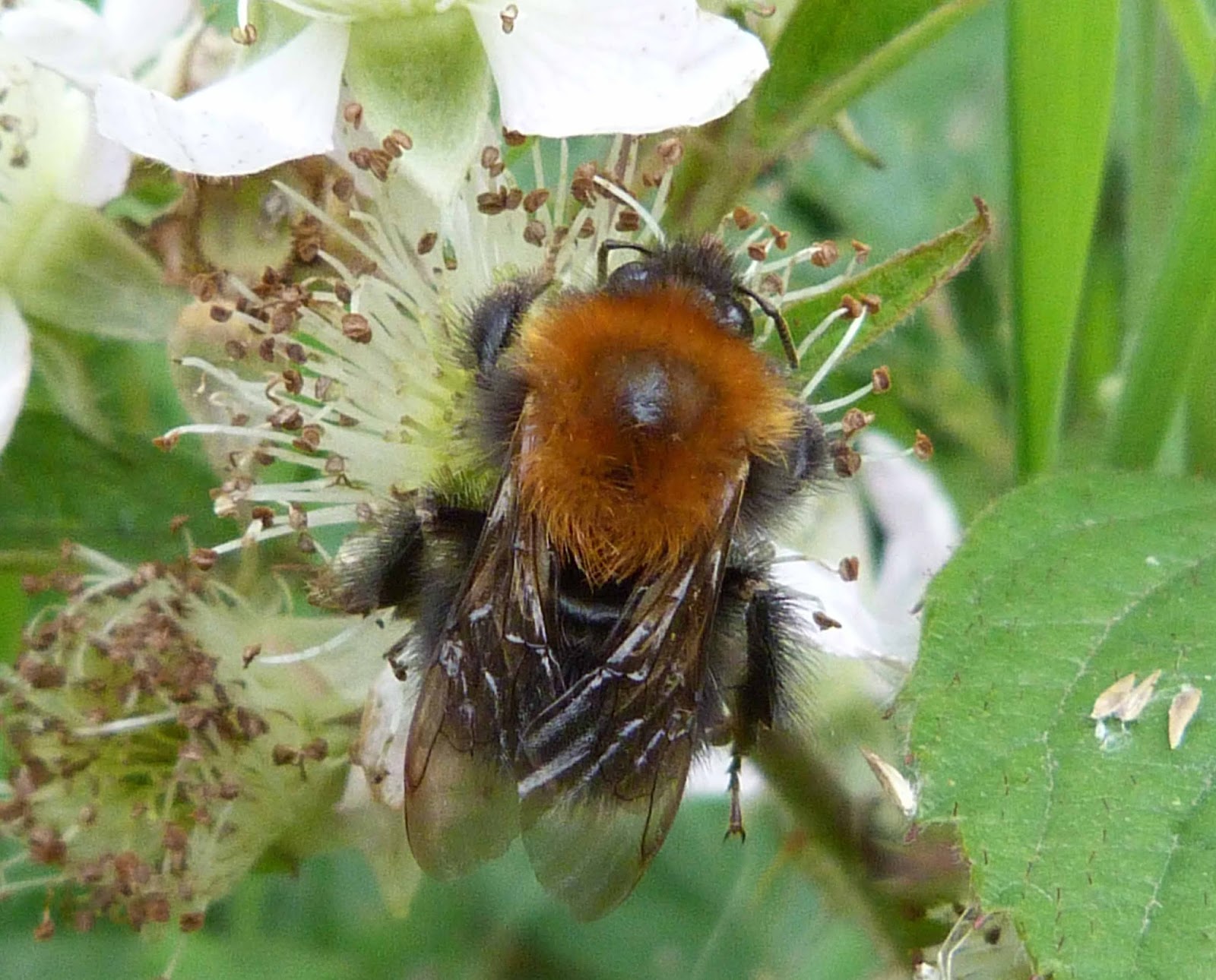 Insects of Scotland: Bees/Wasps/Ichneumons/Sawflies/Ants