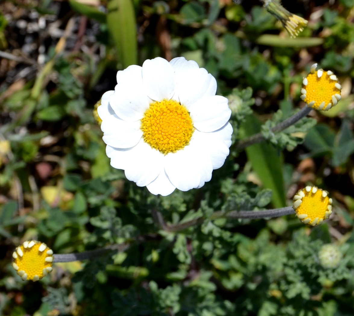 Plantas: Beleza e Diversidade: Malmequer-das-areias (Anthemis maritima)