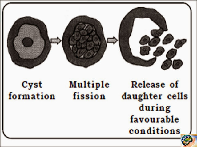 OMTEX CLASSES: Multiple fission