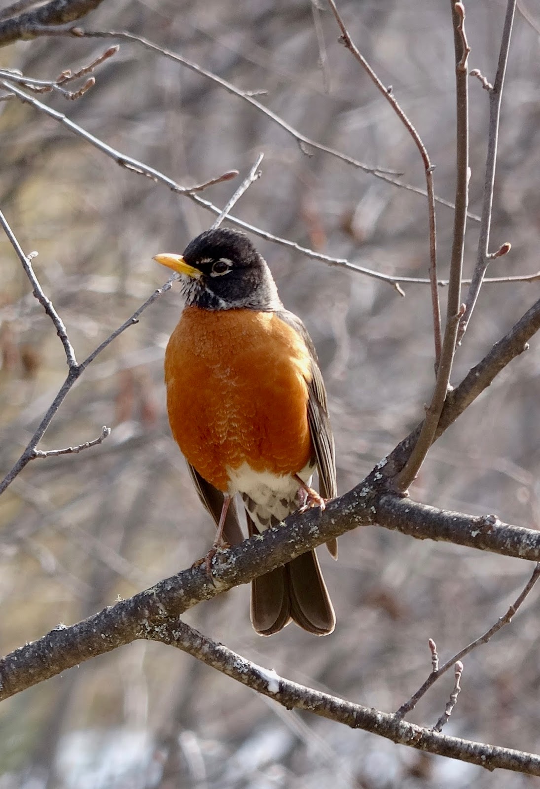 NewBlog: American Robin