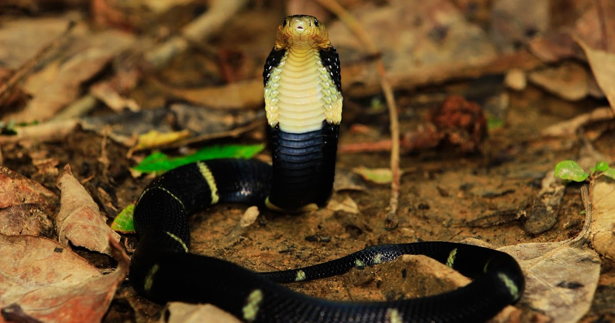 Palawan Spitting Cobra