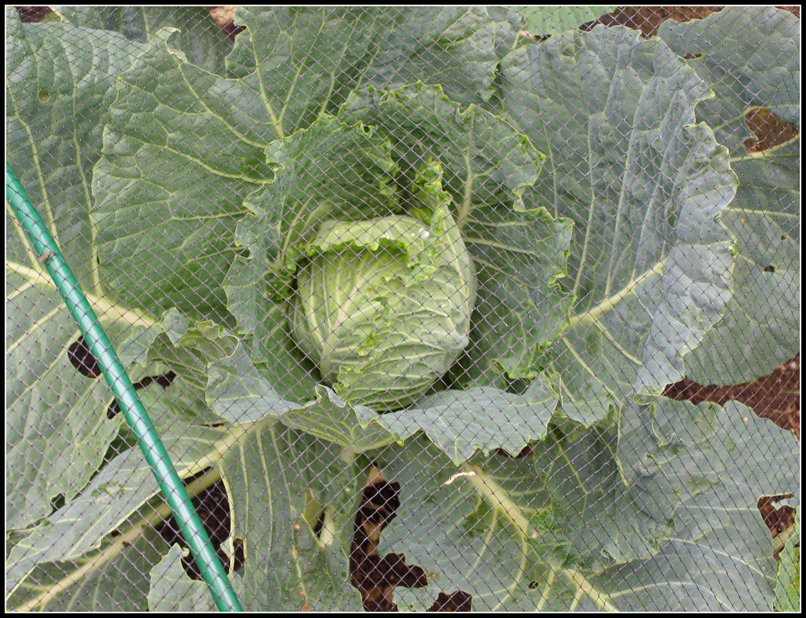 Mark's Veg Plot: Winter Veg progress report
