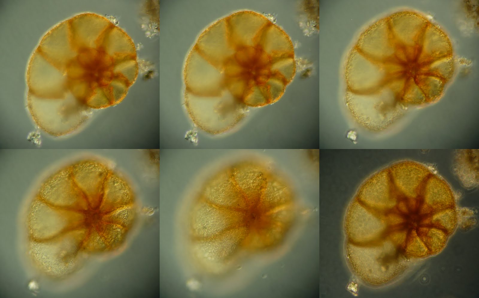 Skeptic Wonder: 2011