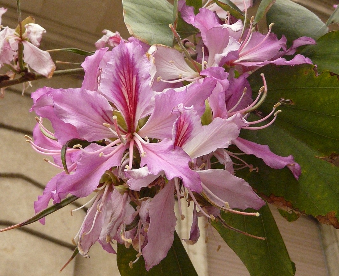 Á R B O L E S (T R E E S) y P A L M E R A S (P A L M S): Bahuinia ...