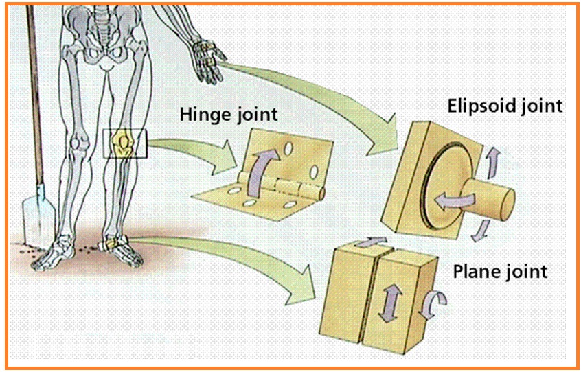 DIARTROSIS - Biology Page