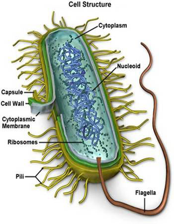 Bakteri Escherichia coli | Just Share