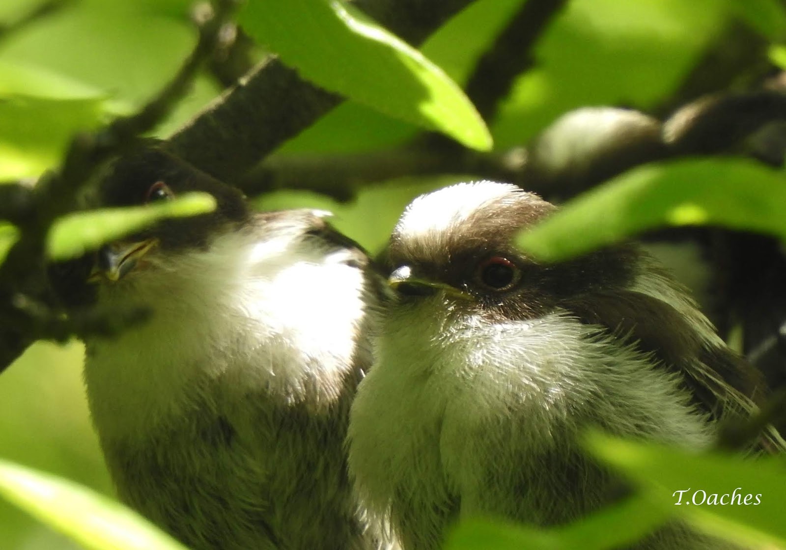 PASARI DIN ROMANIA: PITIGOI CODAT, Pui si juvenili (2), Aegithalos caudatus