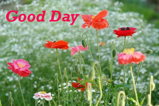 Top 10 Good Day Images greeting Pictures,Photos for Whatsapp - Good Morning