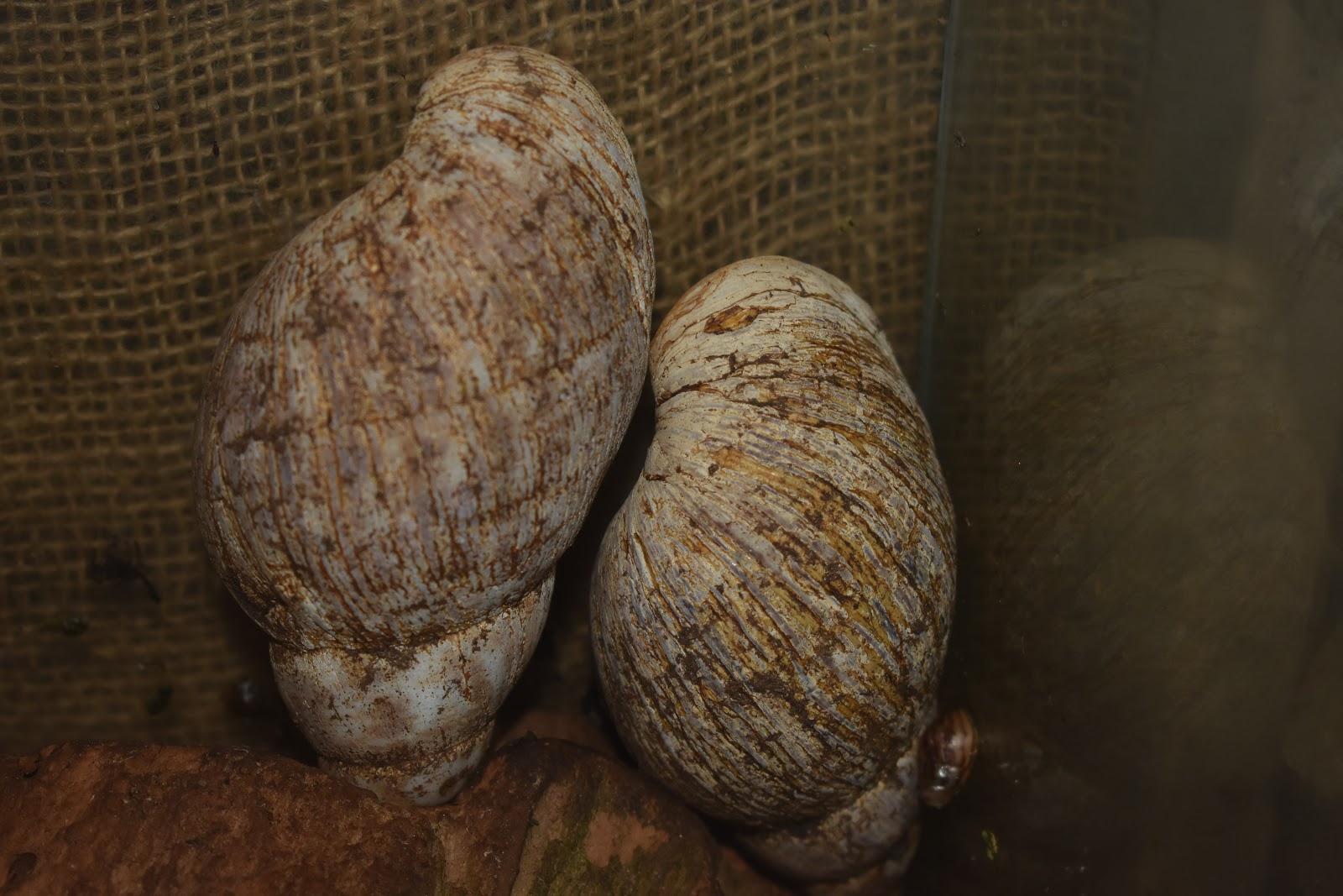 ZOOTOGRAFIANDO (6.096 ANIMALS): CARACOL GIGANTE AFRICANO RETICULADO ...