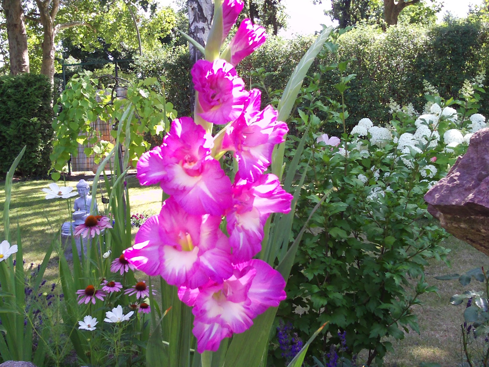 Gladiole (Gladiolus) im Kübel - Pflege - Gartenelfe