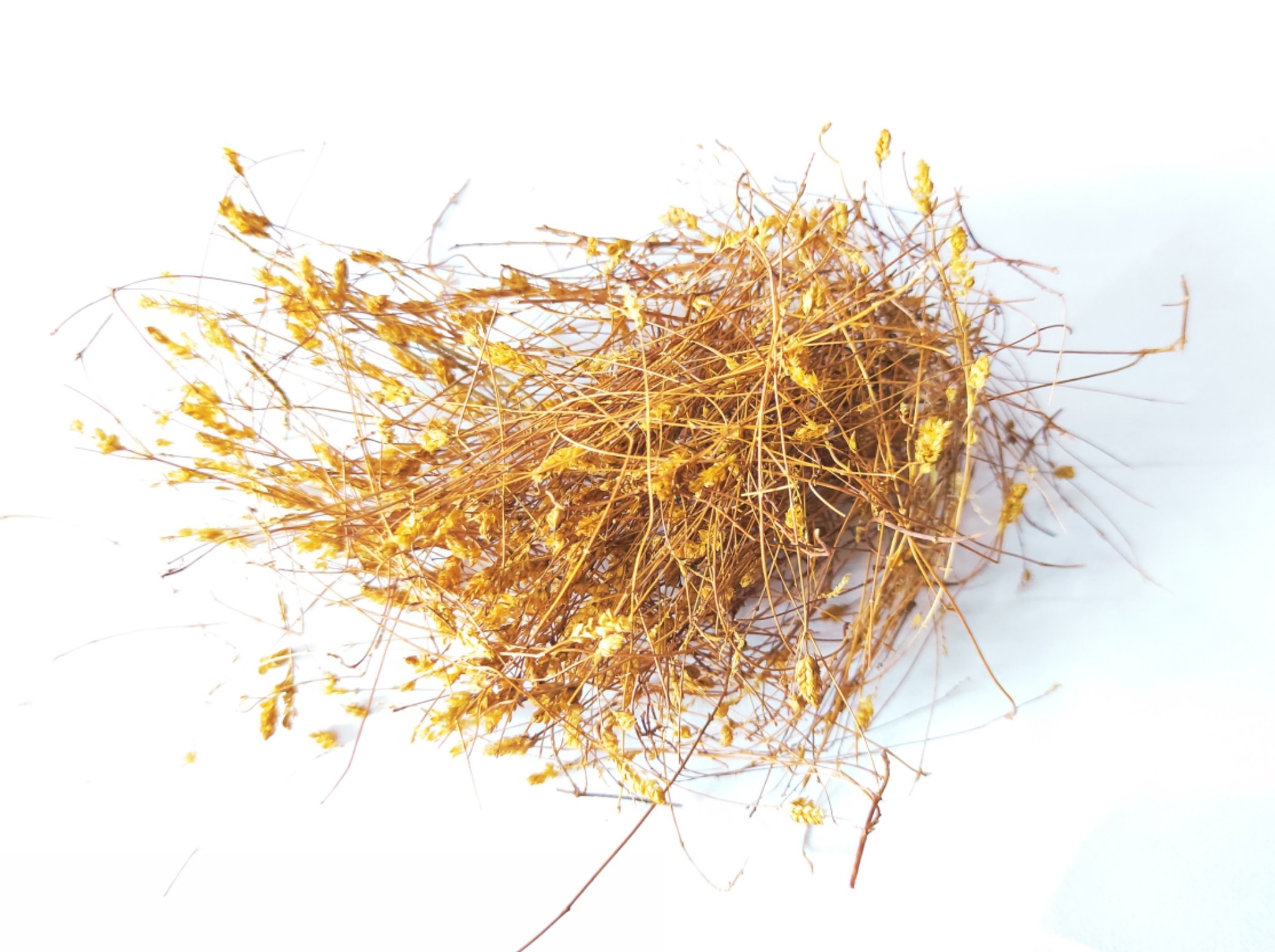 Sahadevi Mooligai (Herb) Plant Magical Benefits/Spiritual Uses