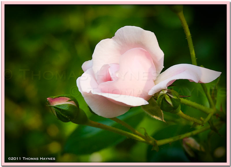 Landing Heron.. awkward beauty Cats, Photos,Jewelry,Jesus: Brer Rabbit ...