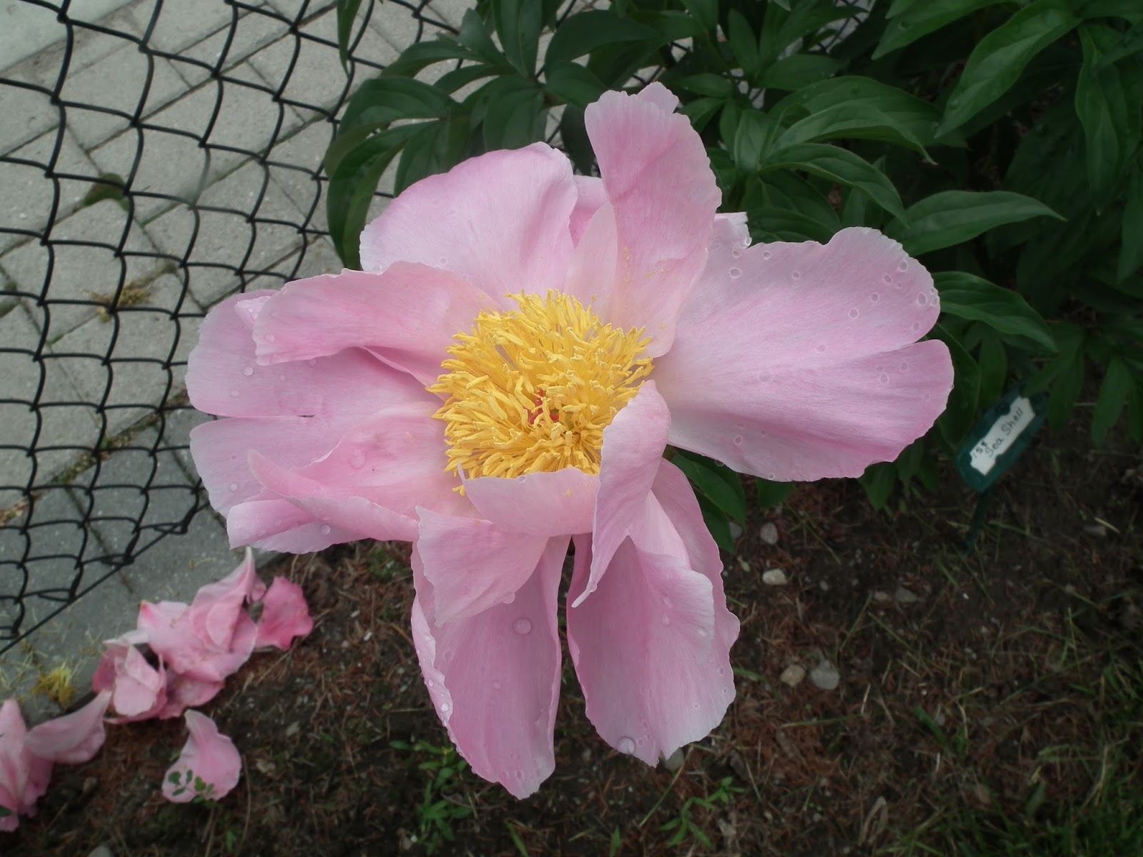 Peonies: Fifth Week of Peony Blooms June 13 to 19th