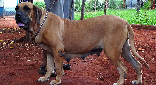 Floresta do Meio do Mundo: As raças brasileiras de cães