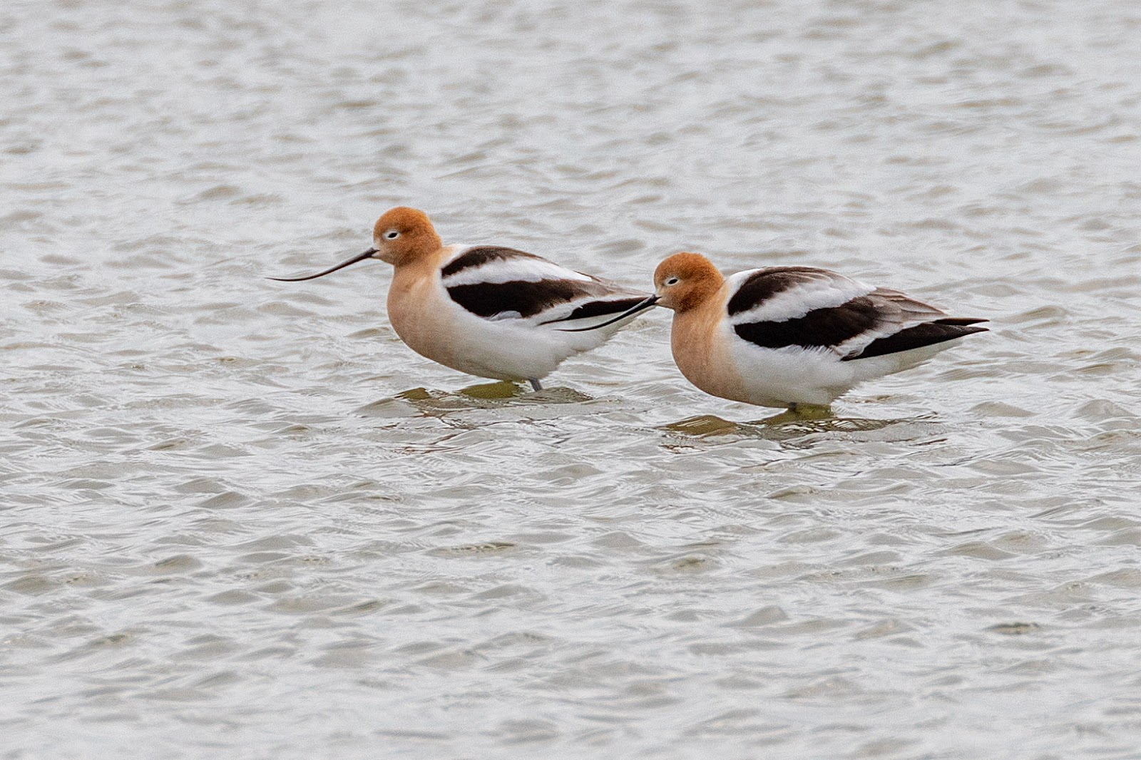 American avocet