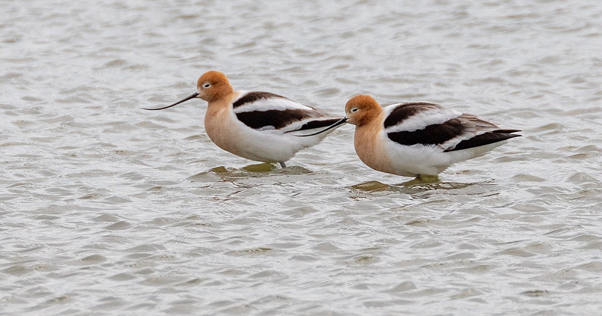 American avocet