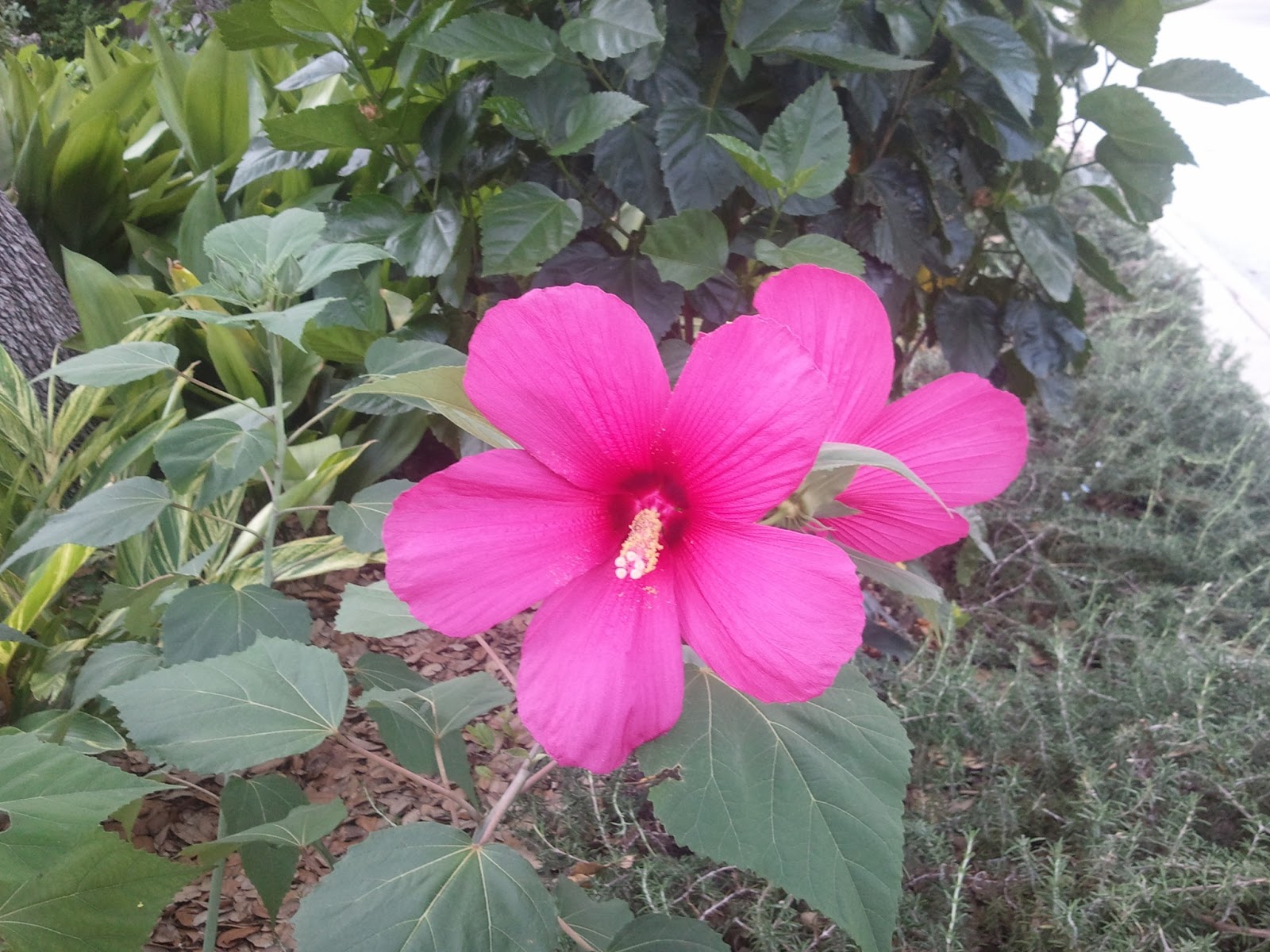 Susan's Blog: Moy Grande Hibiscus