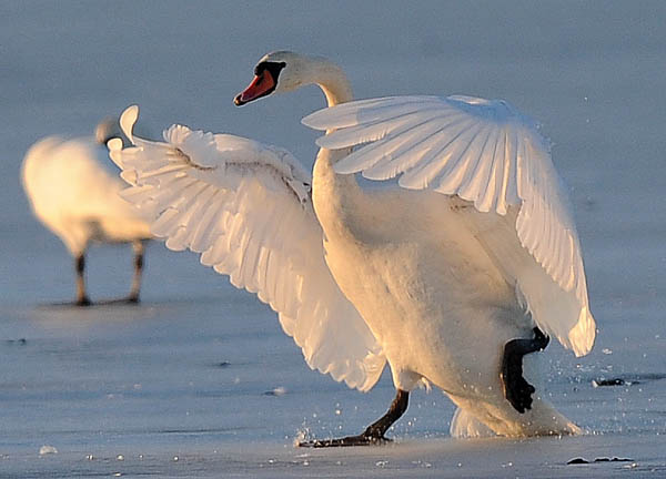 CRISTIAN NISTOR: LEBEDE DE IARNA - LEBEDE DE VARA - DELTA NEAJLOVULUI ...