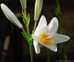 Oglinzile Sufletului: Floare de Crin