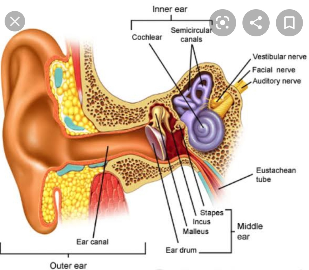 Anatomy Of Human Ear Structure And Function Class12th Simplest anatomy-of-human-ear-structure-and-function-class12th-simplest
