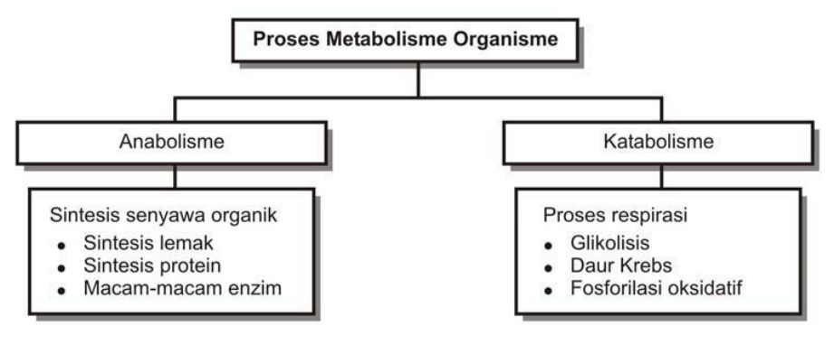 Pengertian Metabolisme Lengkap, Jenis-Jenis, Fungsi dan Proses Metabolisme - Artikel Materi ...