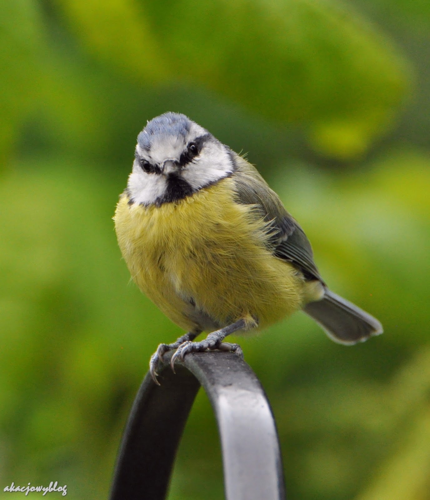 Modraszka zwyczajna czyli sikora modra. | A k a c j o w y B l o g - w ...