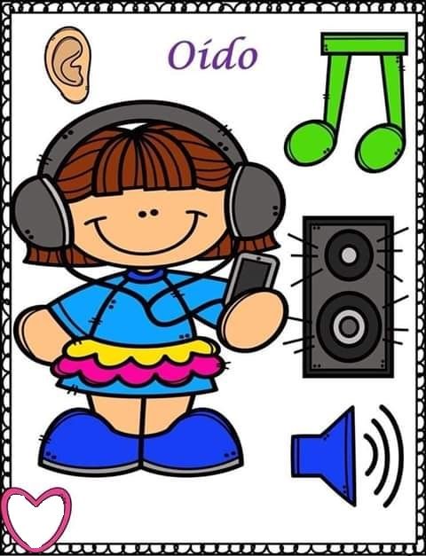 ORGANOS DE LOS SENTIDOS - SEMANA CUATRO