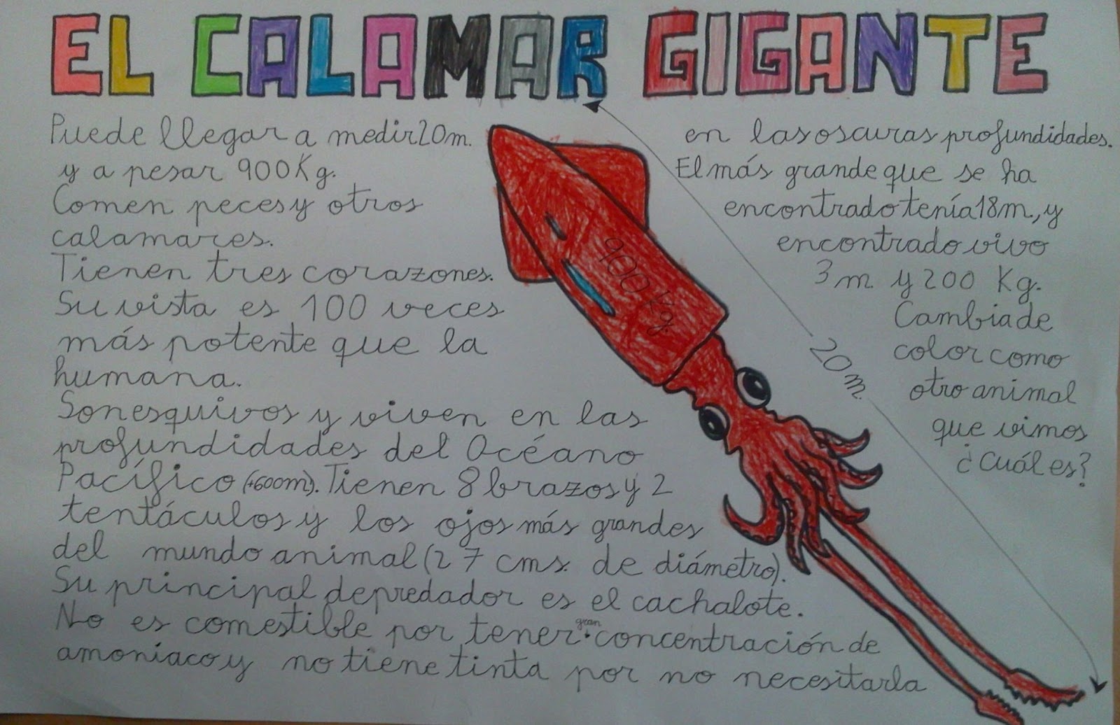 CEIP EL ZARGAL. FIRST GRADE. A: EL CALAMAR GIGANTE. PABLO Y FRAN
