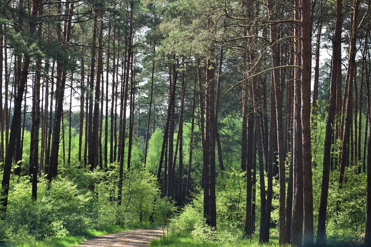 Moje podróże po Polsce: Las, słońce, woda i ciekawostka ornitologiczna